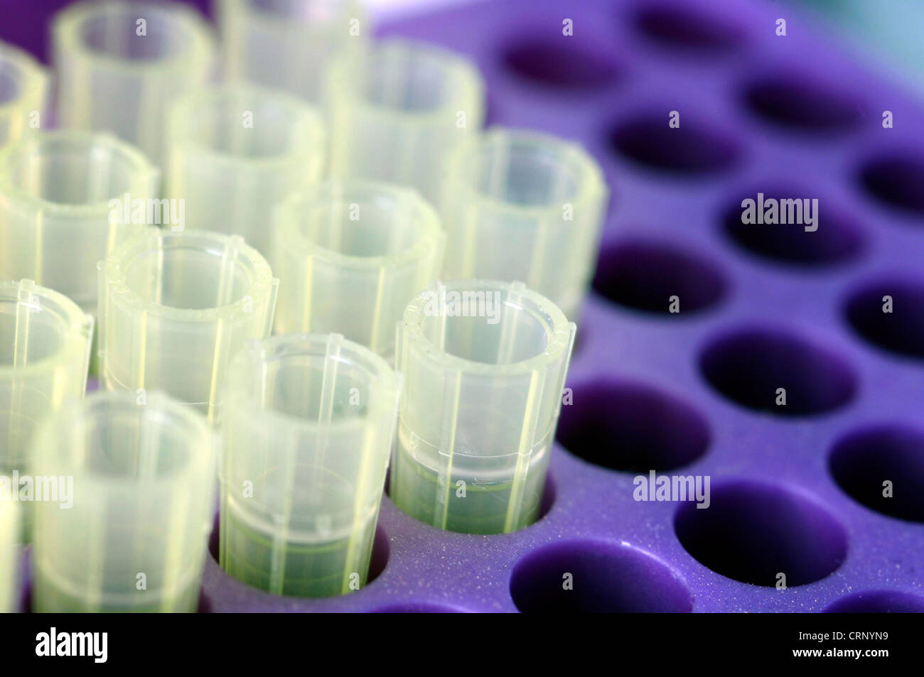 Plastic test tubes in a purple storage rack Stock Photo - Alamy
