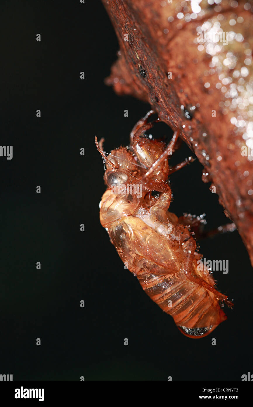Indian cicada hi-res stock photography and images - Alamy