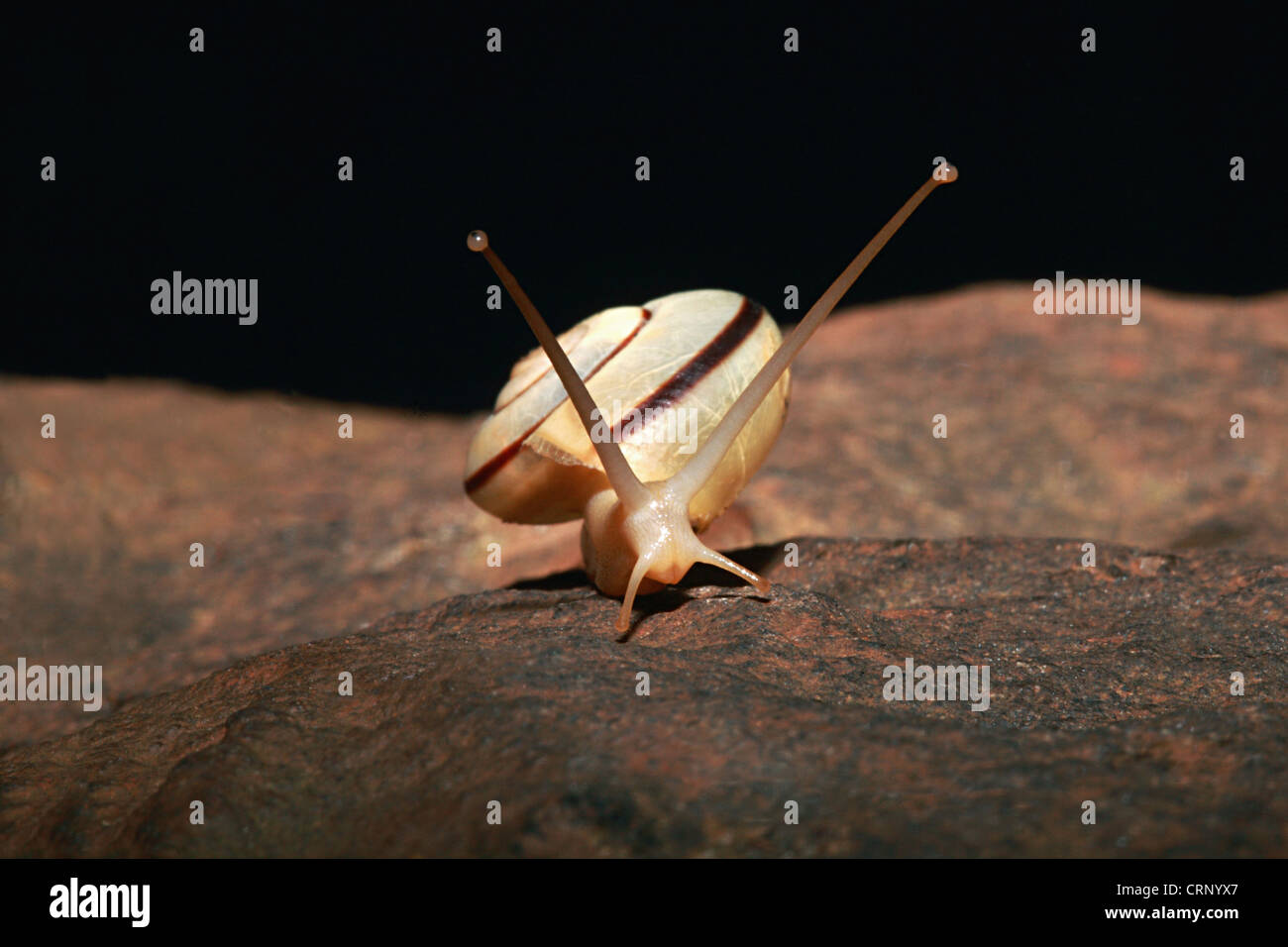 Forest Snail (Monachoides incarnatus Stock Photo - Alamy