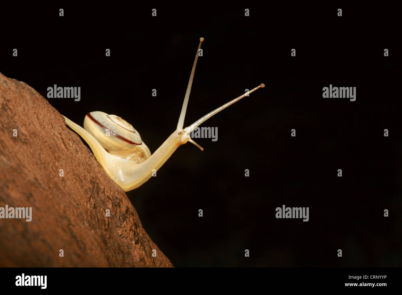 Monachoides hi-res stock photography and images - Alamy