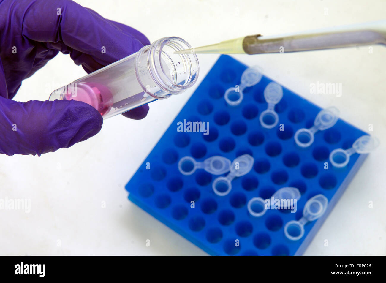A laboratory technician pipetting a liquid solution into a glass ...