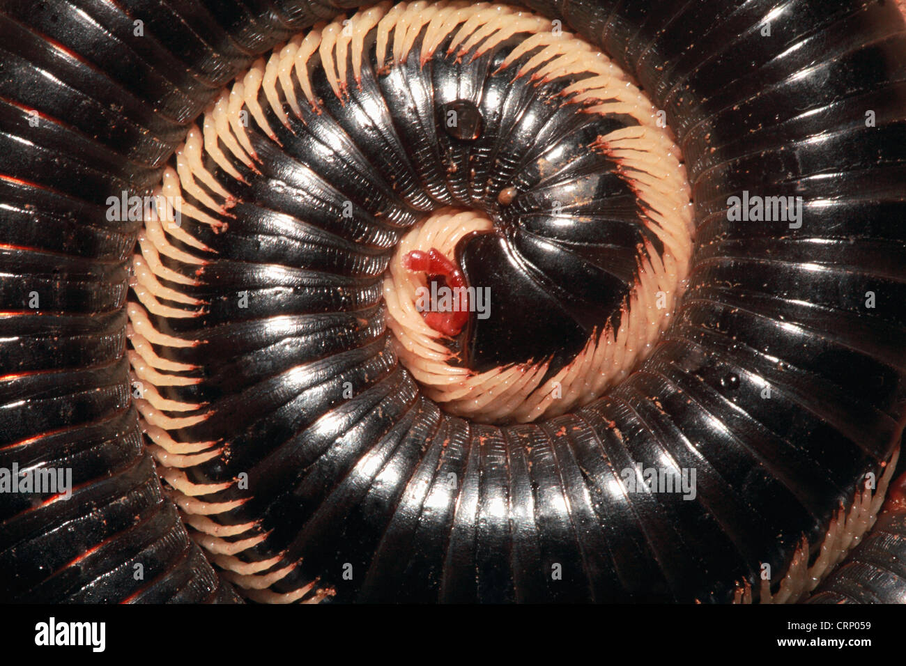 Millipede coil hi-res stock photography and images - Alamy