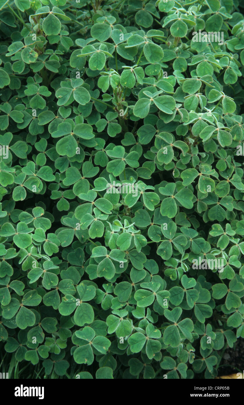 Oca (Oxalis tuberosa) crop, grown for edible tubers Stock Photo - Alamy