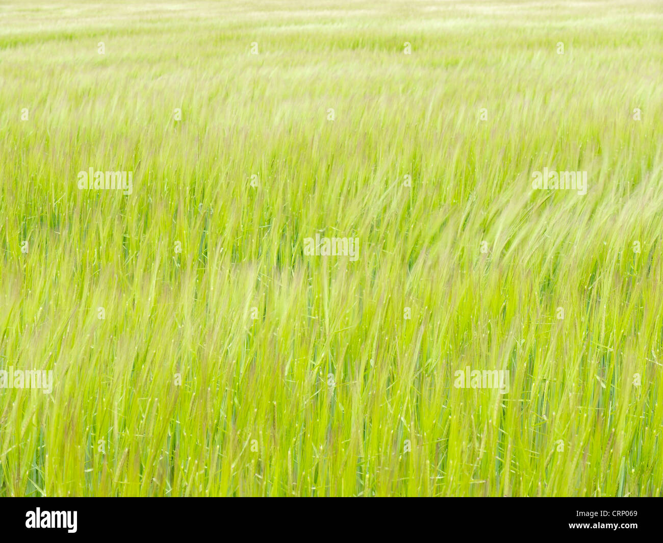 Wheat blowing in the wind hi-res stock photography and images - Alamy
