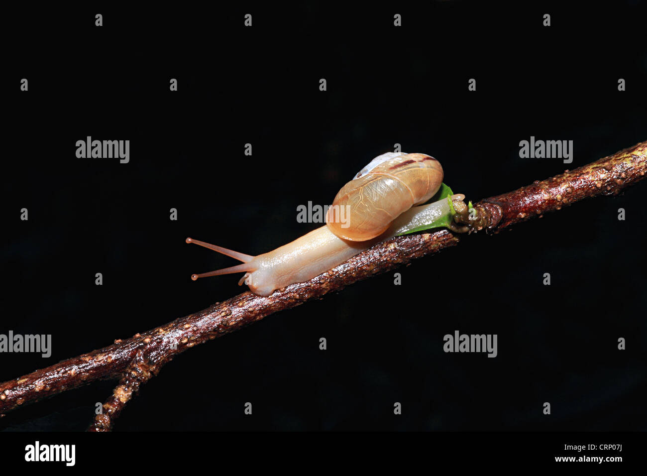 Forest Snail (Monachoides incarnatus Stock Photo - Alamy