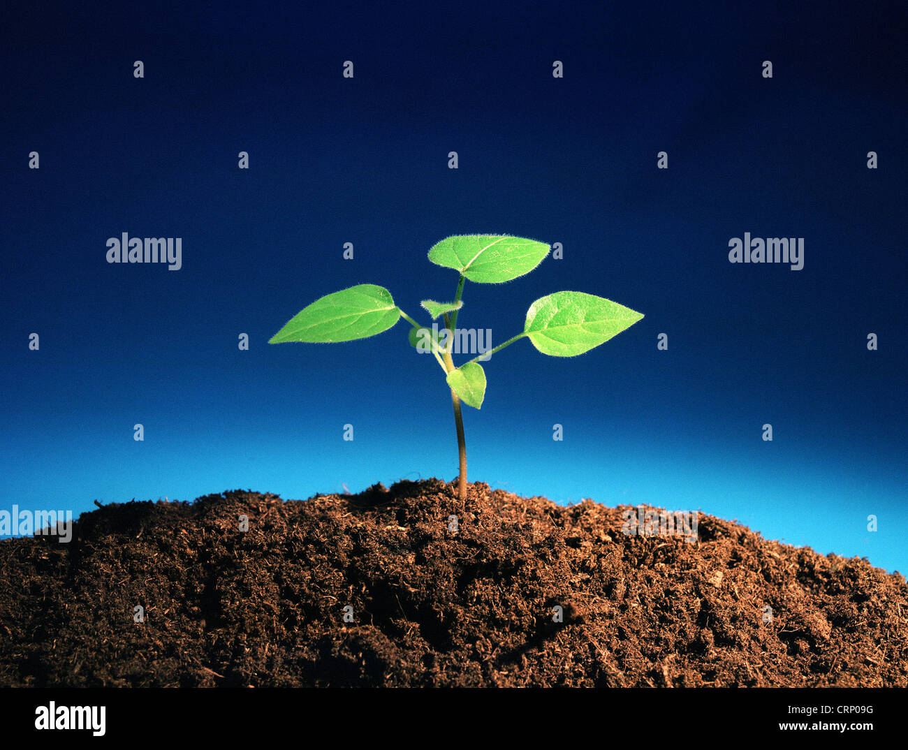 Plant seedling in earth from blue colored background Stock Photo - Alamy