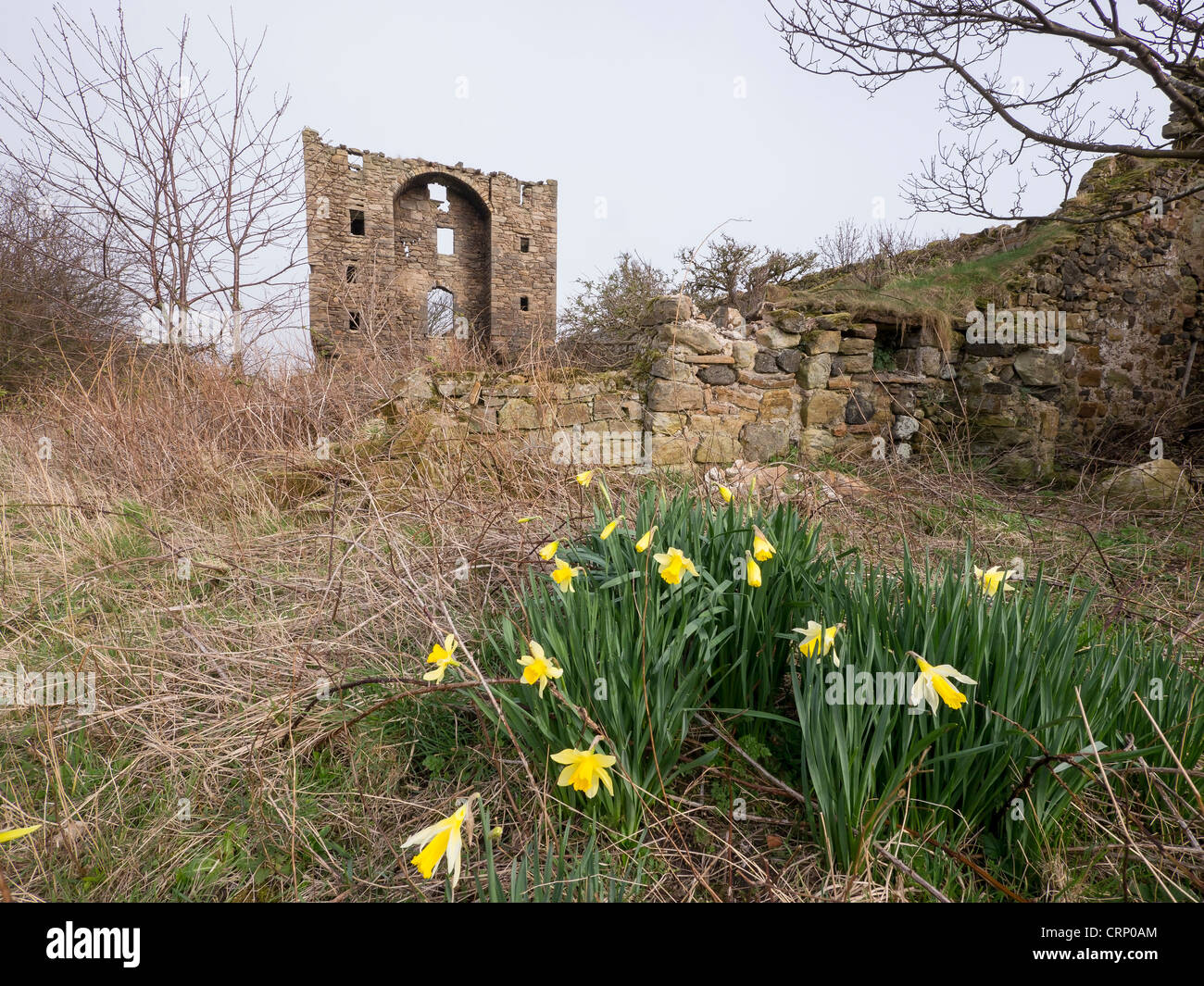 Daffodils amongst the ruins of the medieval Saltcoats Castle in Gullane ...