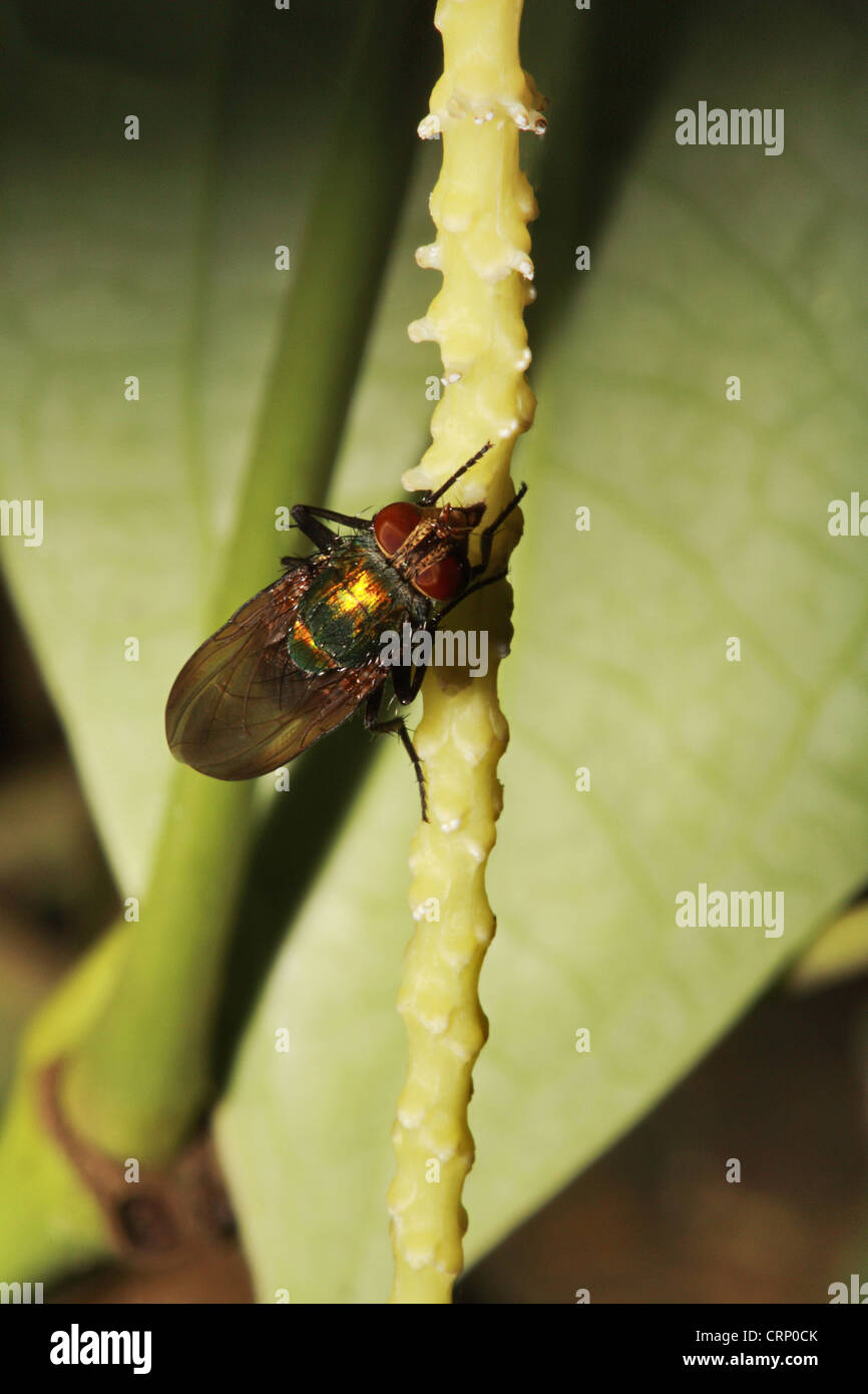 Stomorhina lunata hi-res stock photography and images - Alamy
