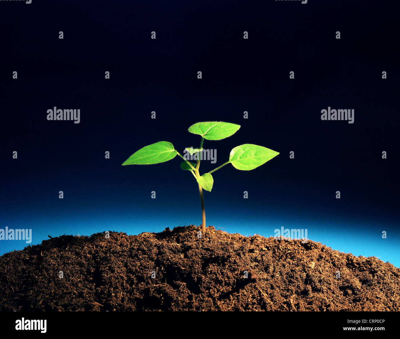Plant seedling in soil against a dark background Stock Photo - Alamy