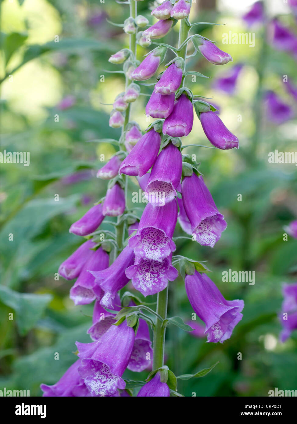 A red Foxglove ( Digitalis purpurea ) flower spike Stock Photo - Alamy