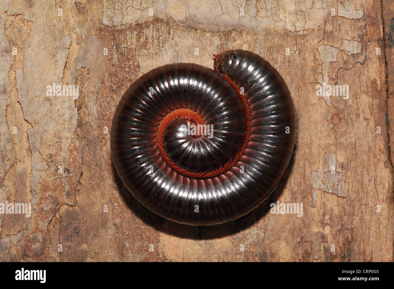 Millipede coil hi-res stock photography and images - Alamy