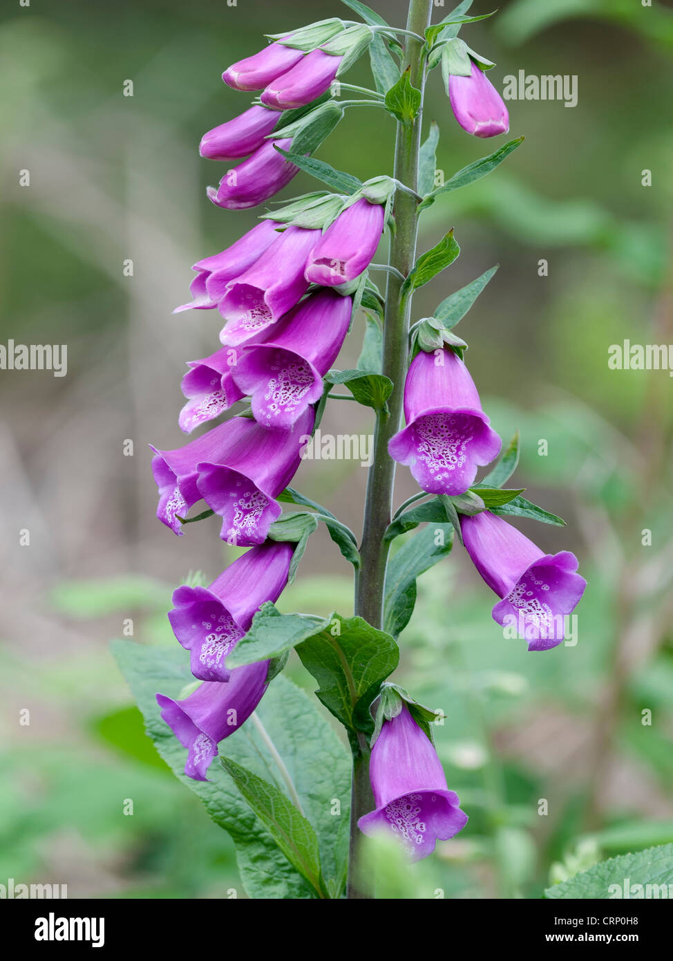 A red Foxglove ( Digitalis purpurea ) flower spike Stock Photo - Alamy