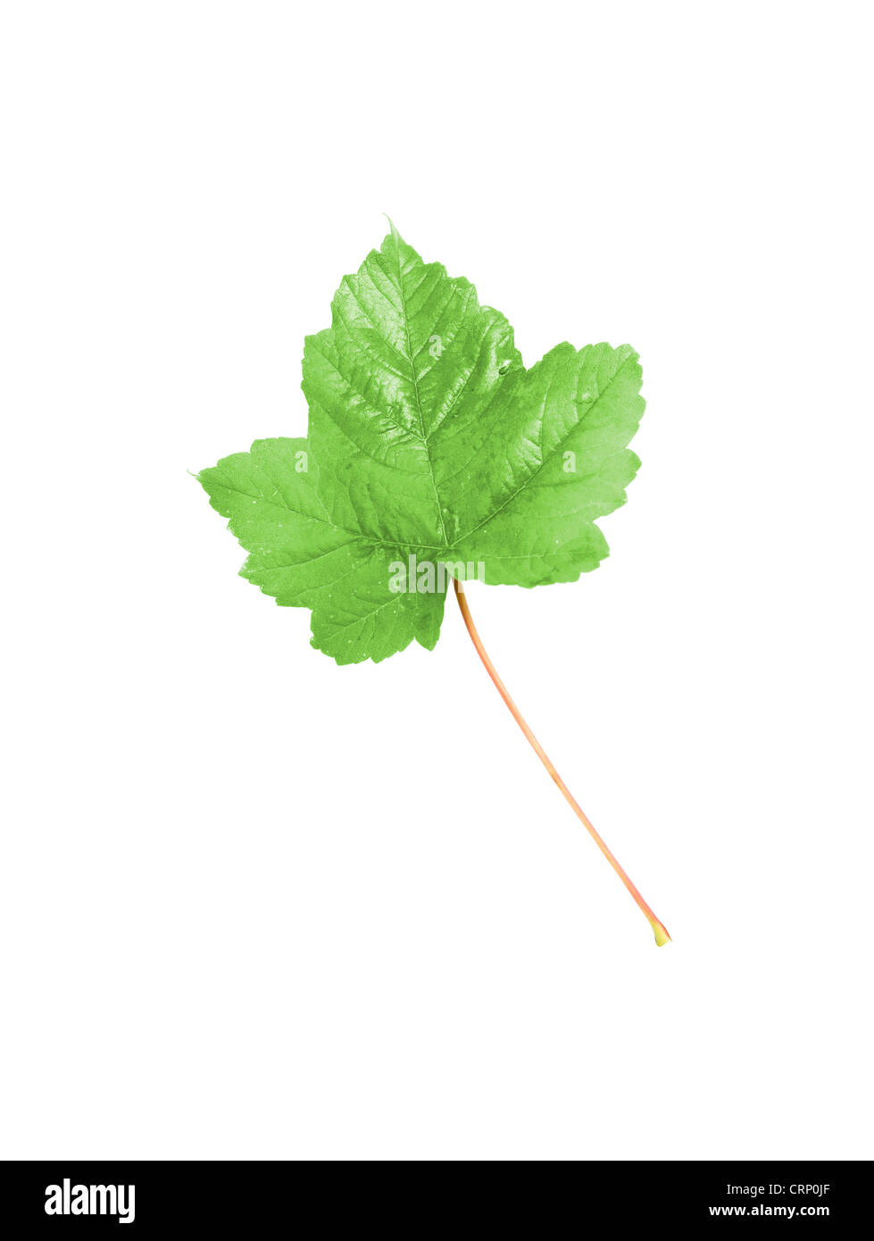 Beautiful leaf image hi-res stock photography and images - Alamy