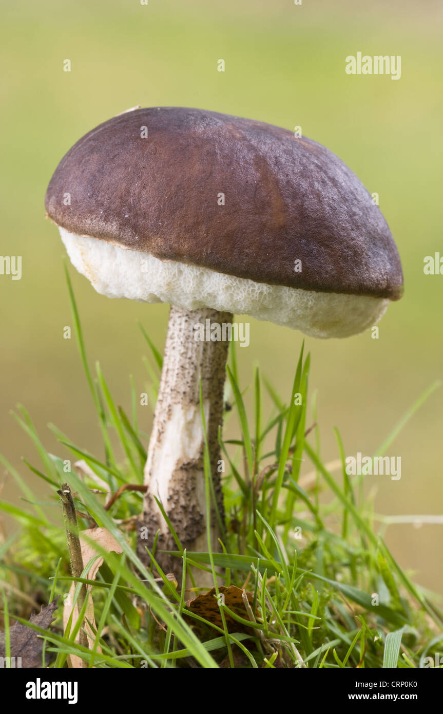 Boletes uk hi-res stock photography and images - Alamy