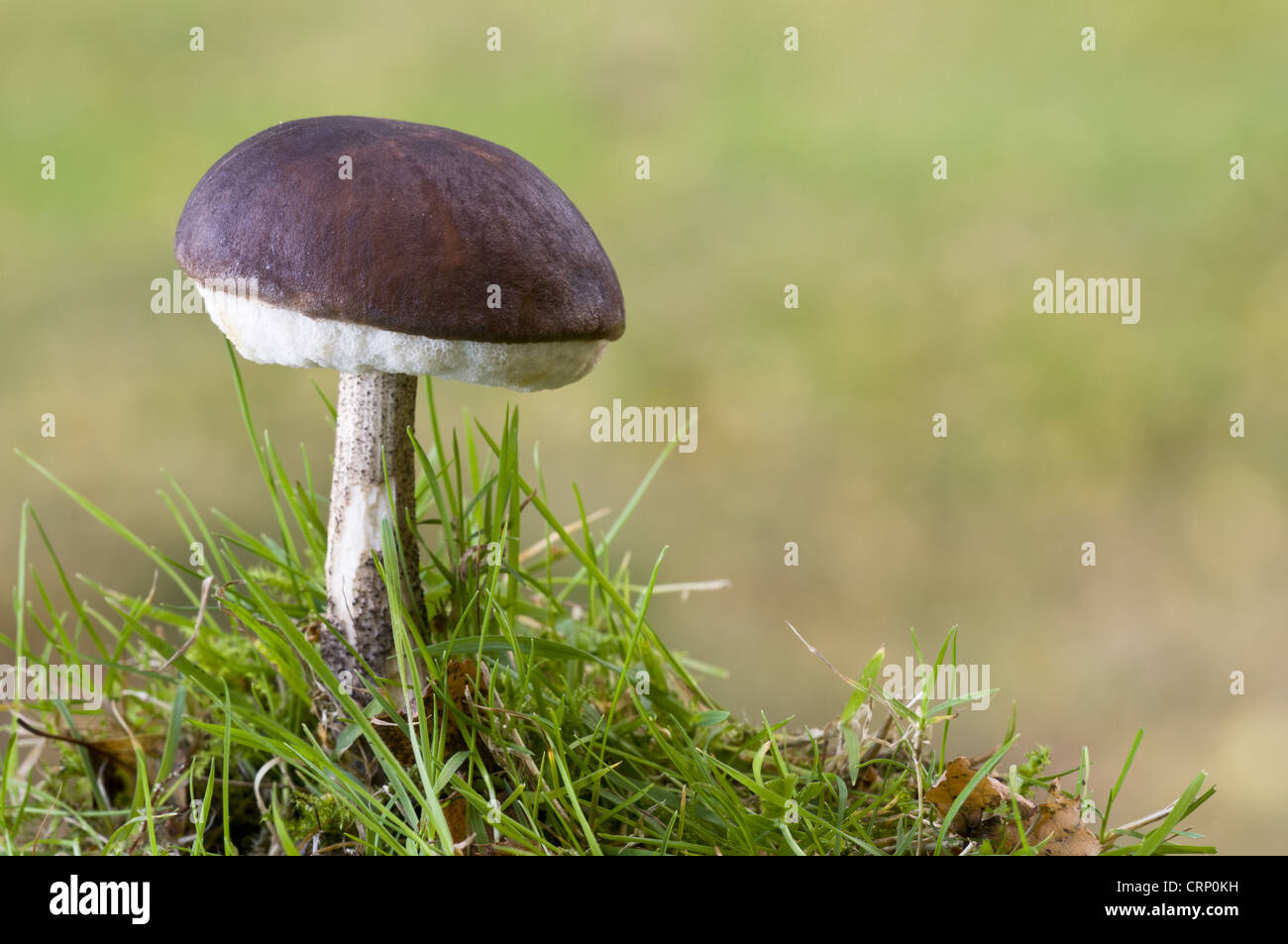 Boletes uk hi-res stock photography and images - Alamy