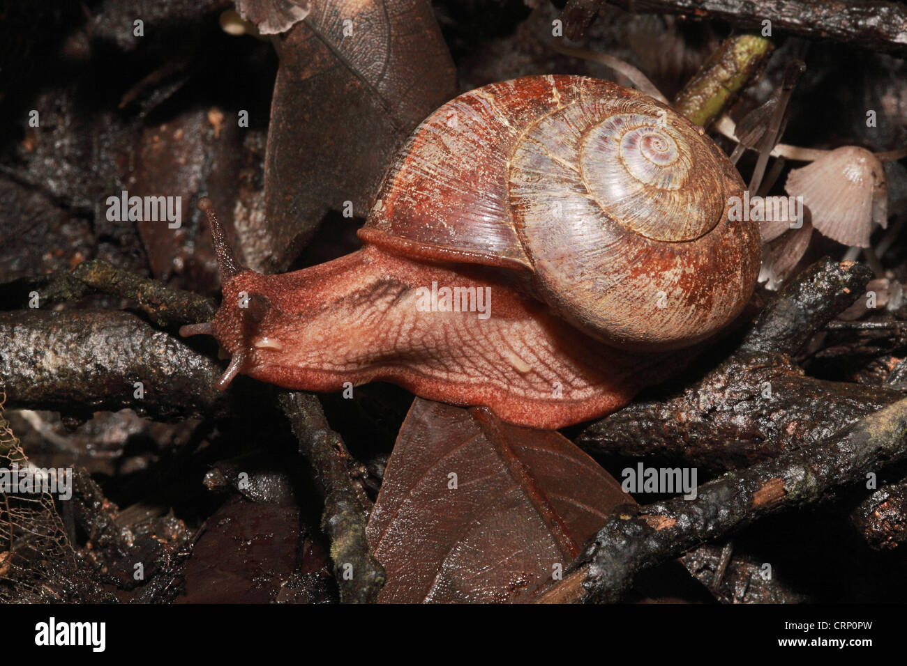 Monachoides hi-res stock photography and images - Alamy