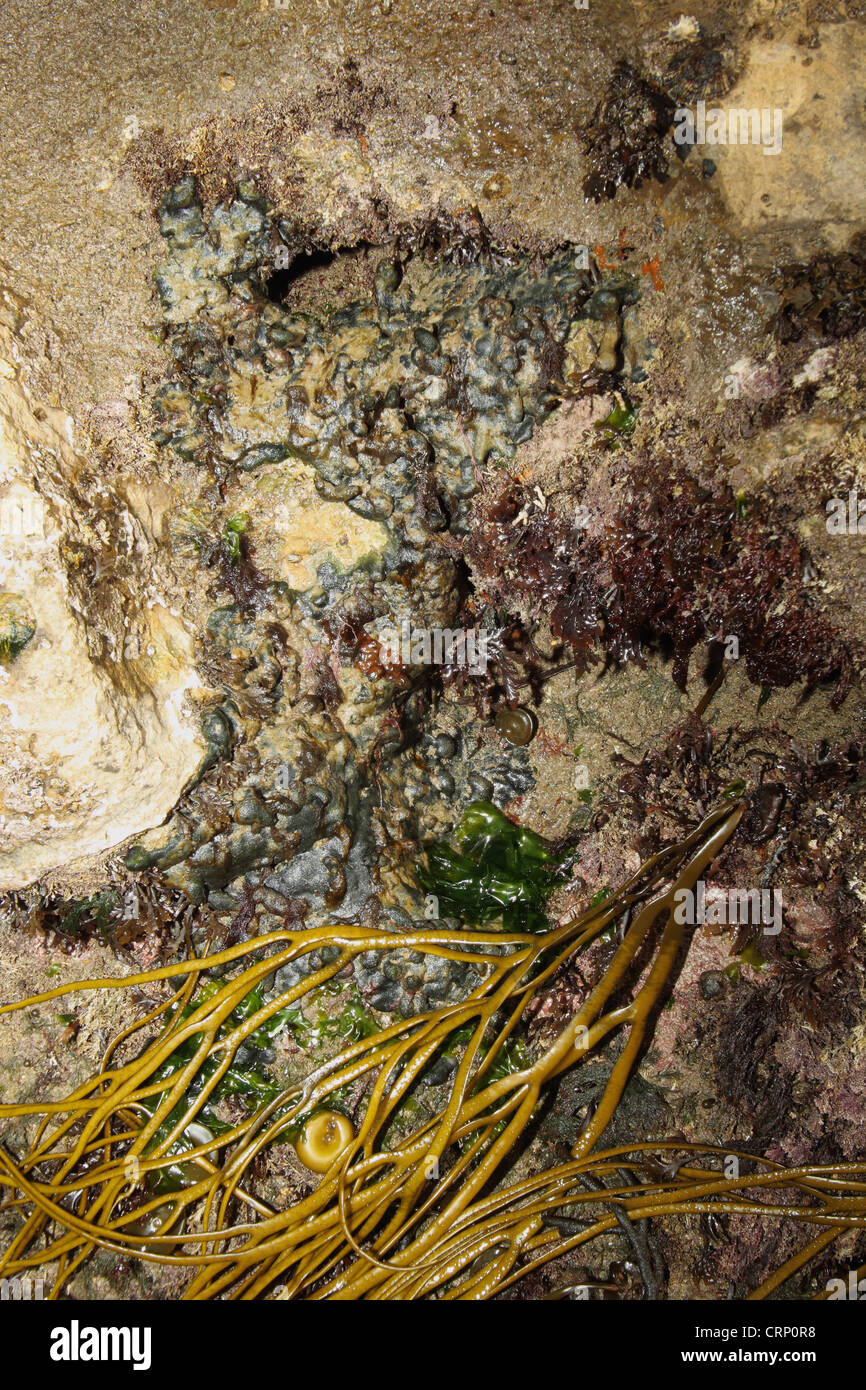 Green Seaweed (Codium adhaerens) encrusting rocks exposed at low tide ...