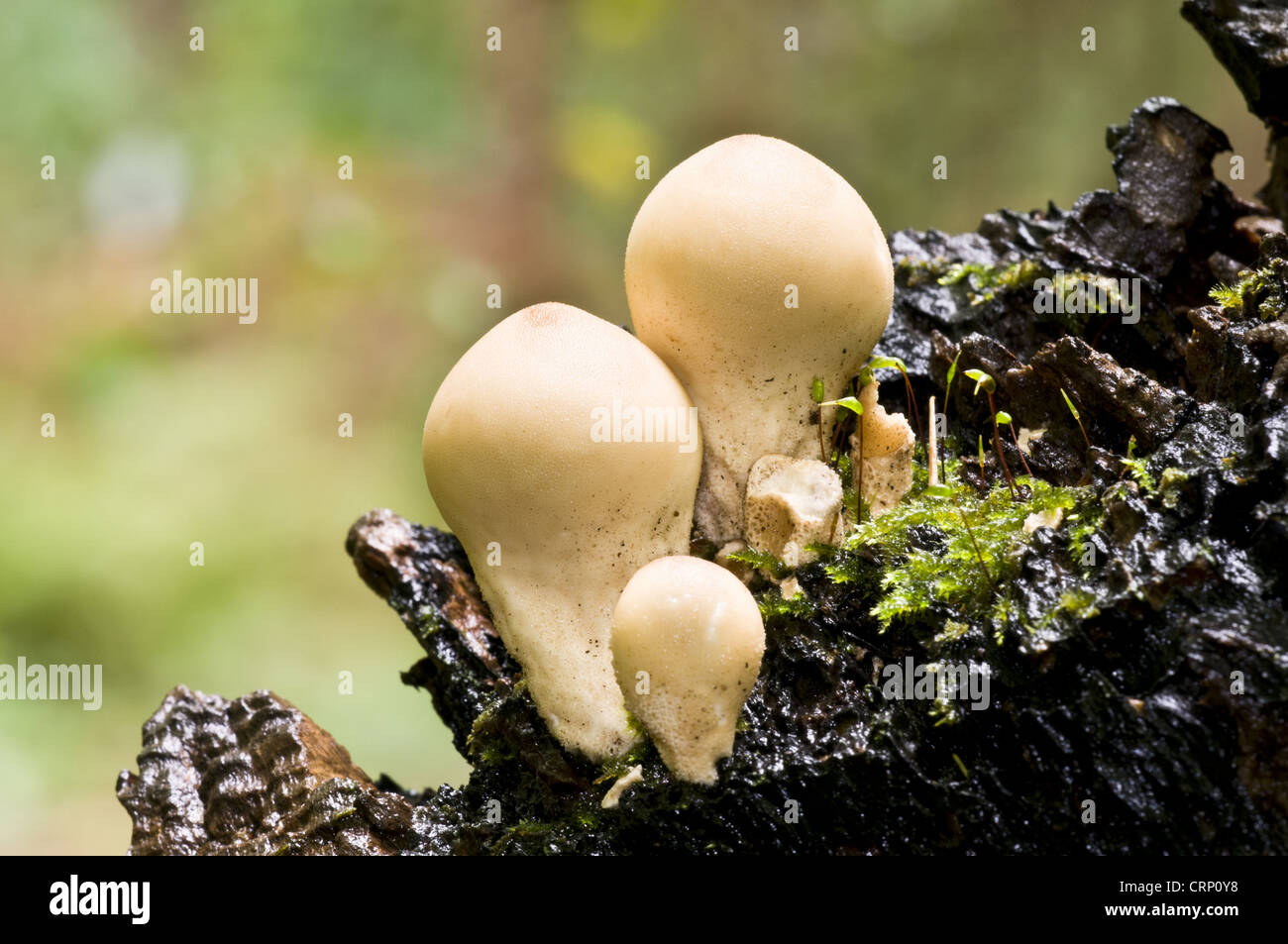 Puff balls fungi mushrooms hi-res stock photography and images - Alamy