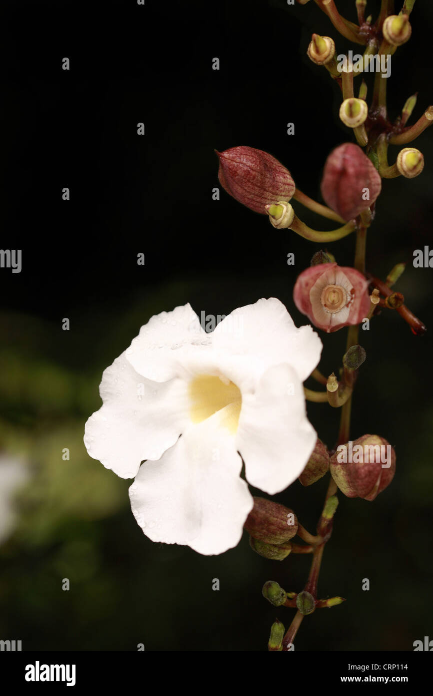 Mauve wild flower hi-res stock photography and images - Alamy