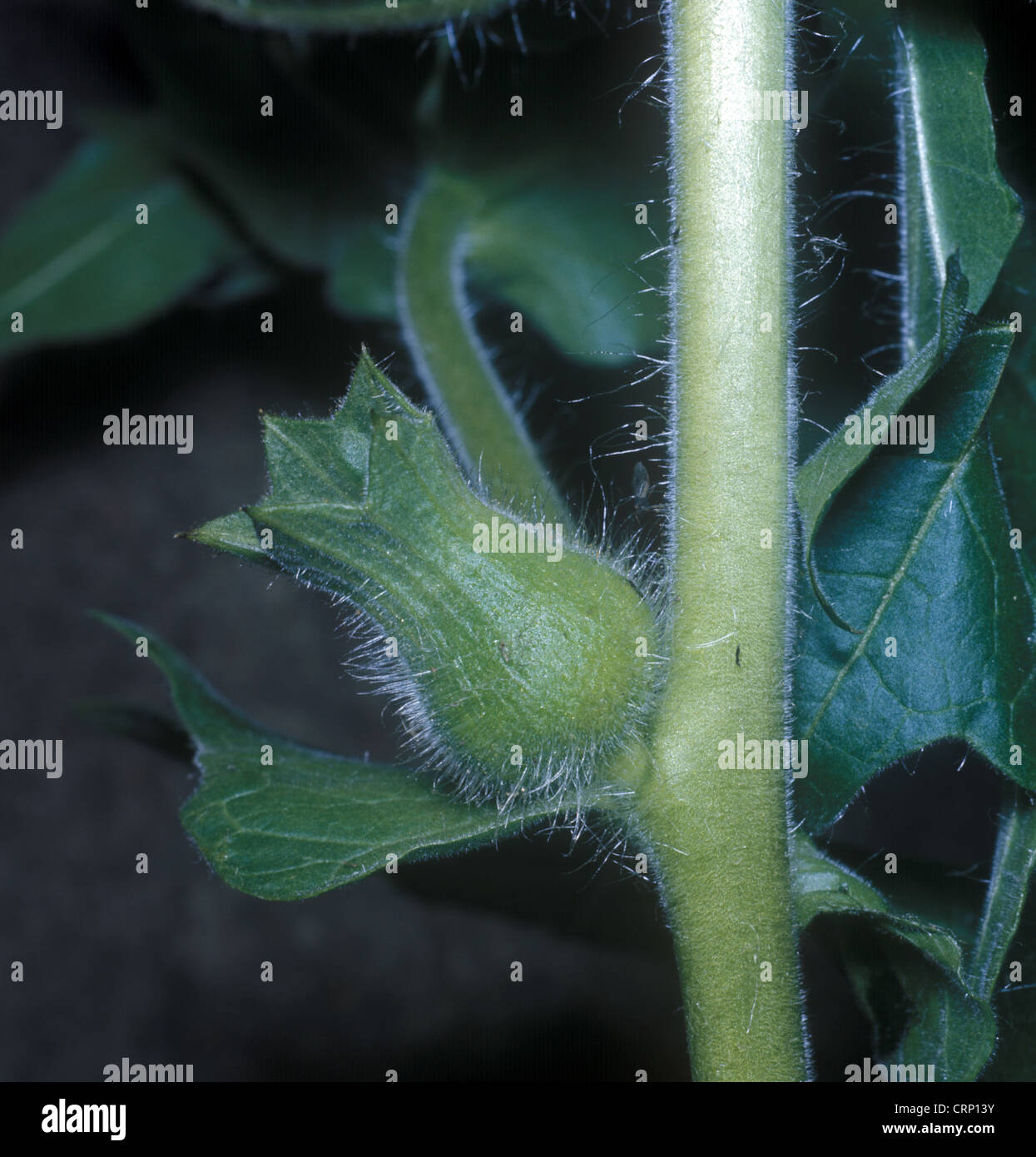 Henbane (Hyoscyamus niger) Fruit Stock Photo - Alamy