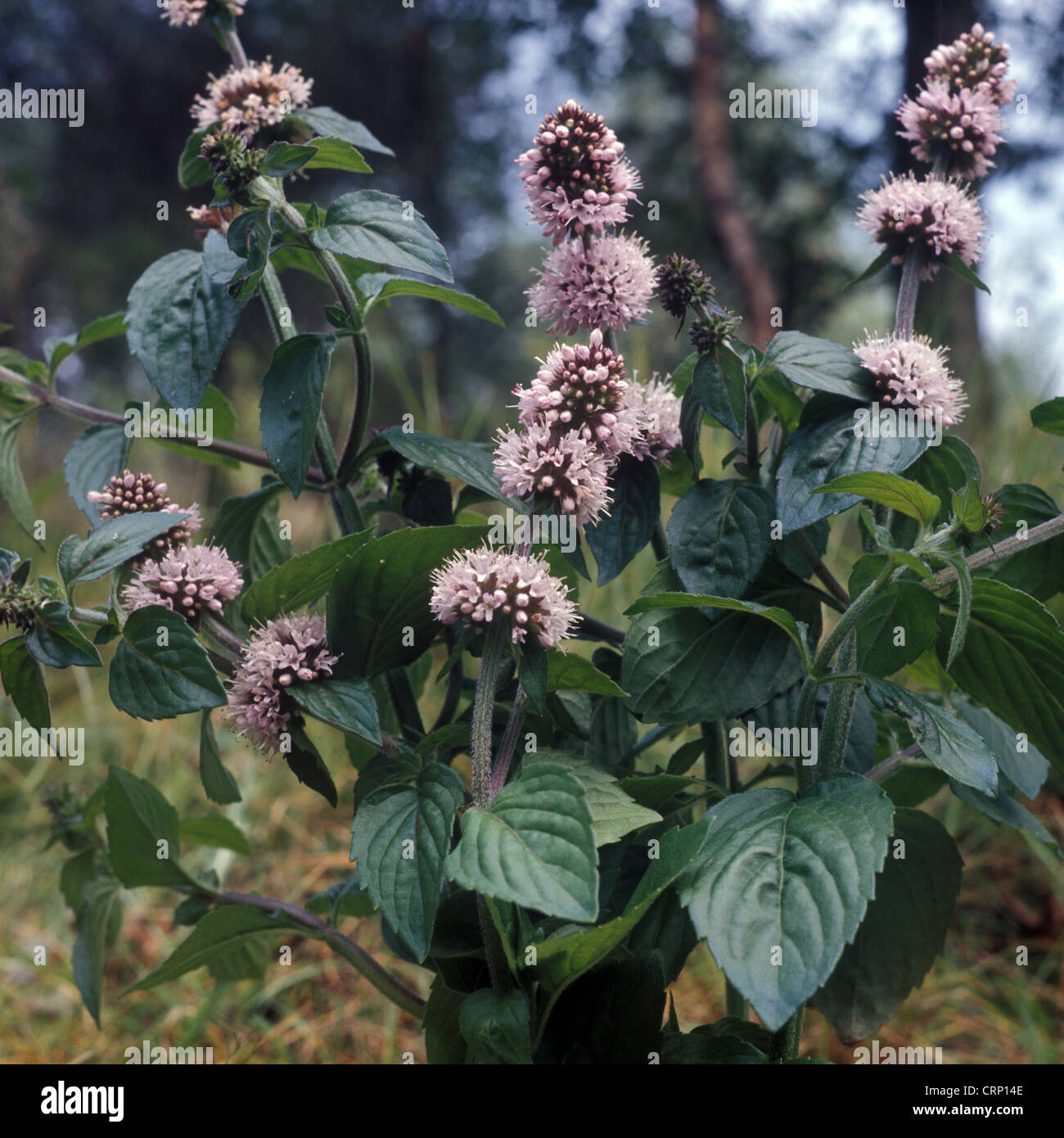 Close up of mentha arvensis plant hi-res stock photography and images ...