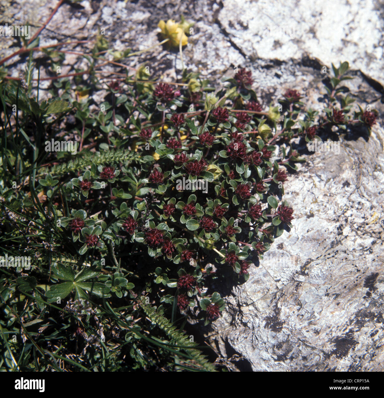 Hairy Thyme (Thymus polytrichus Stock Photo - Alamy