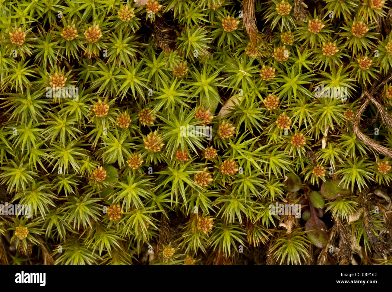 Juniper-leaved Hair Moss (Polytrichum juniperinum) male plants with ...