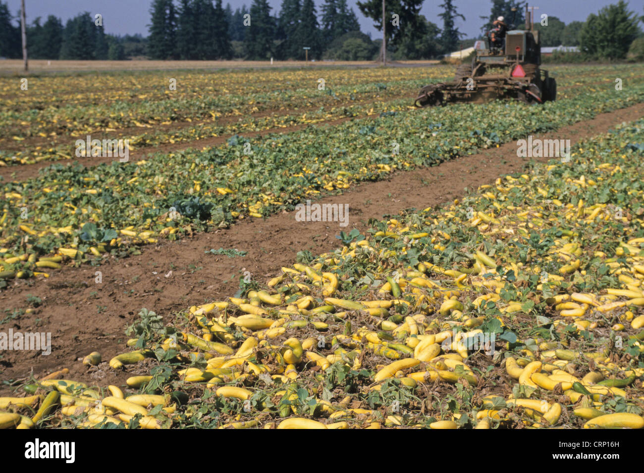 Cucumber (Cucumis sativus) crop, mature seed fruit, swept into rows for ...