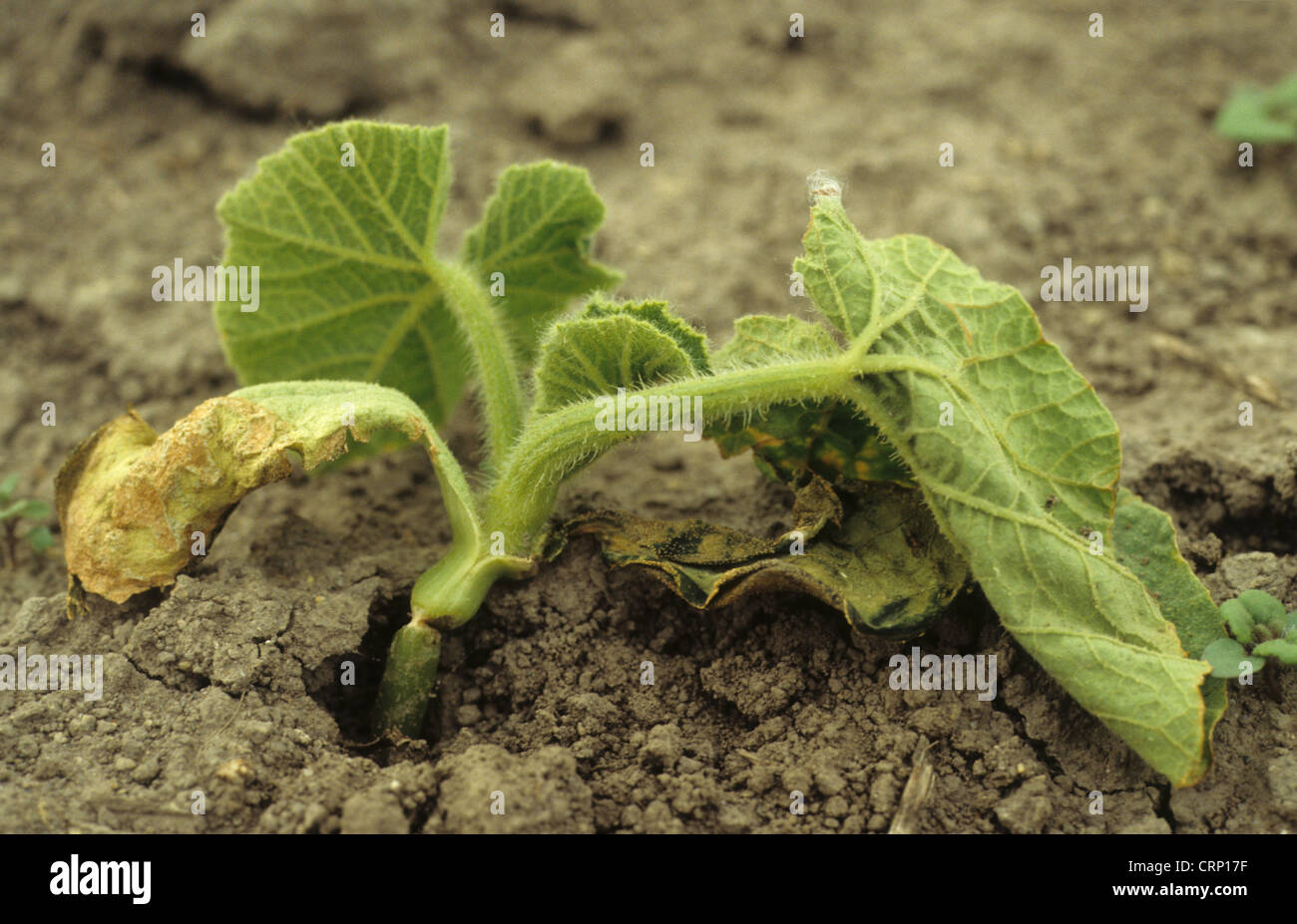 Buttercup Squash (Cucurbita maxima) seedling, stem snapped at ground ...