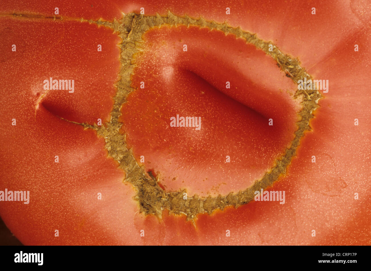 Cat face tomatoes hi-res stock photography and images - Alamy