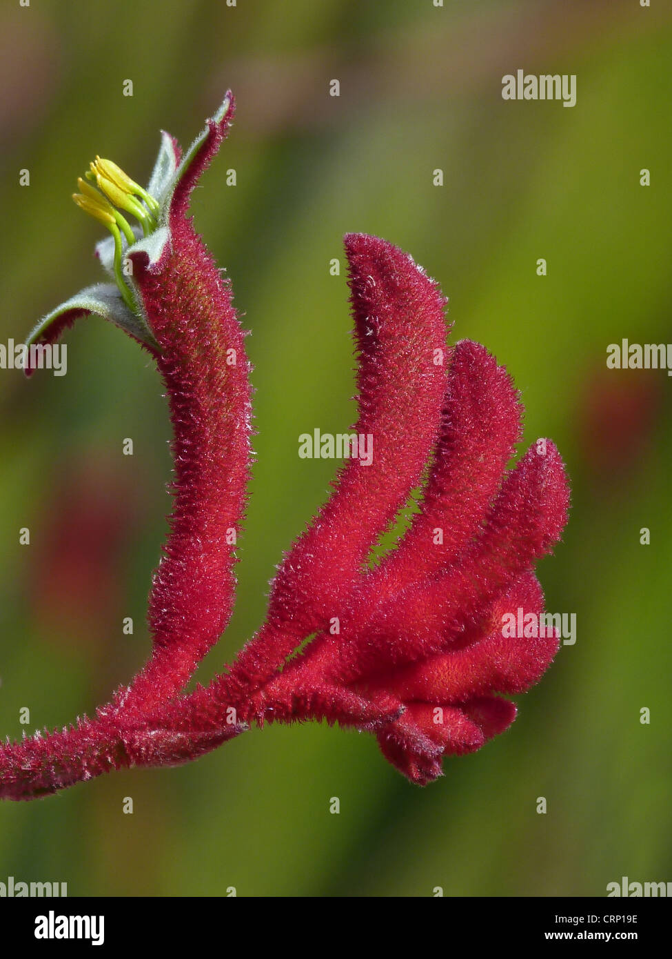 Red Kangaroo Paw (Anigozanthos rufus) close-up of flower and flowerbuds ...