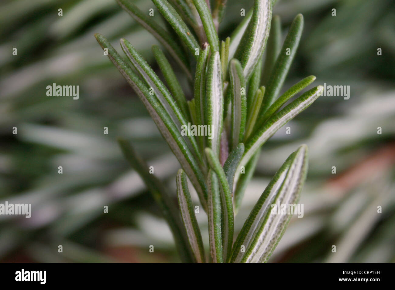 Fragrant rosemary herbs isolated on white Stock Photo - Alamy