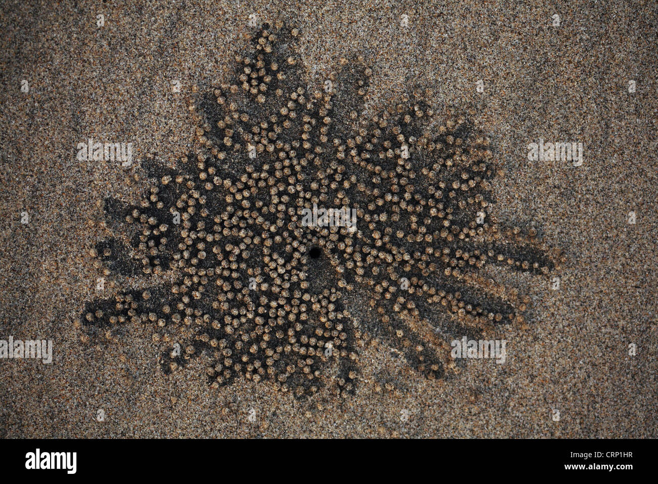 Balls of sand made by the Sand Crabs Stock Photo - Alamy