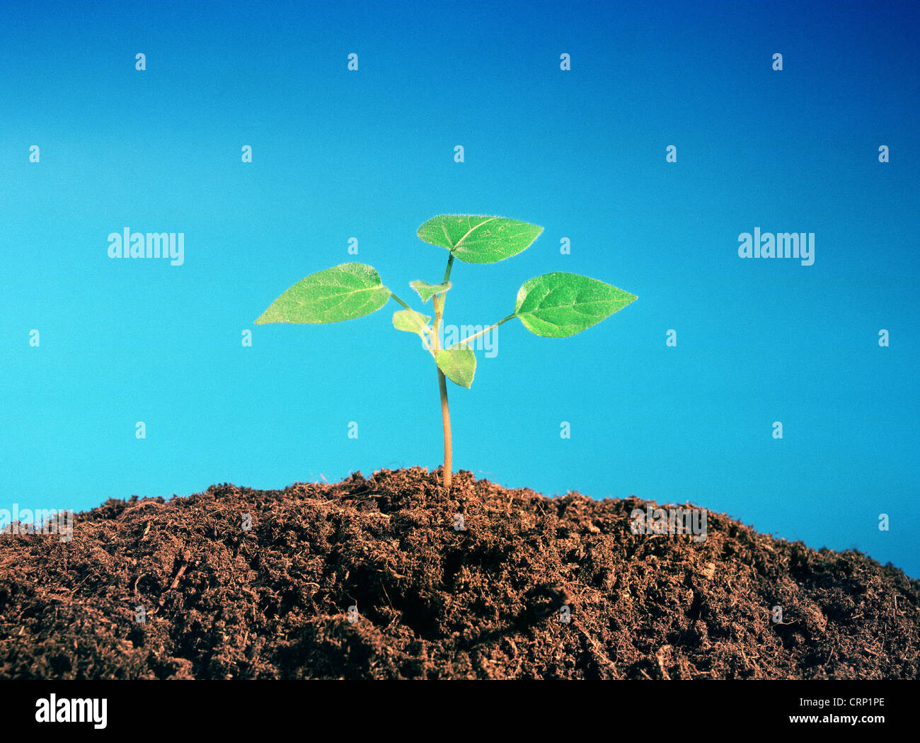 Plant seedling in earth from blue colored background Stock Photo - Alamy