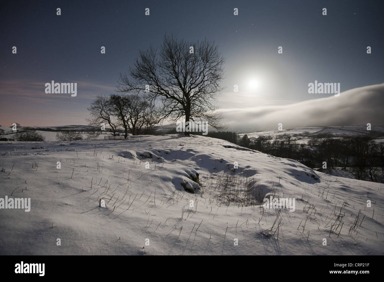 Trees and snow by moonlight at night, Dinkling Green Farm, Whitewell ...