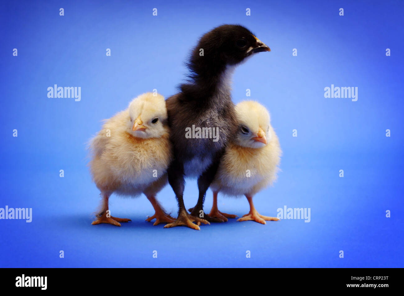 Two yellow chicks and one black chick stand side by side Stock Photo ...