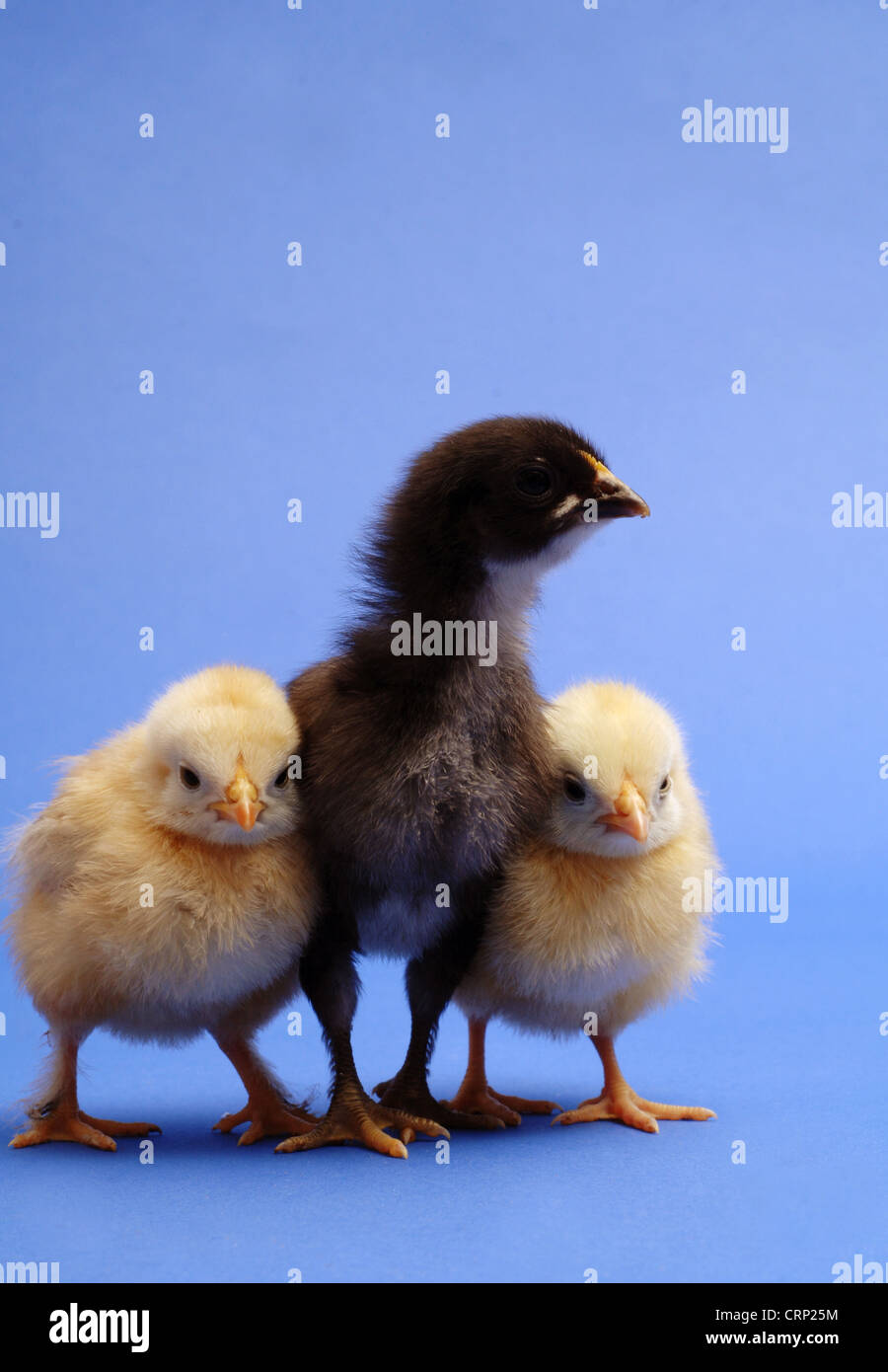 Two yellow chicks and one black chick stand side by side Stock Photo ...