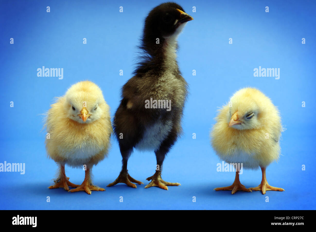 Black And Yellow Baby Chicks