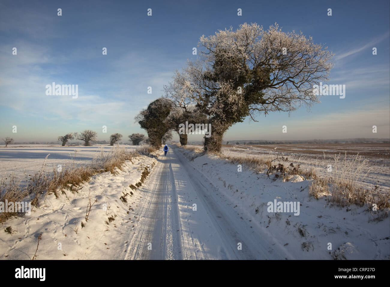View of snow and frost covered farmland, rural lane with walker and oak ...