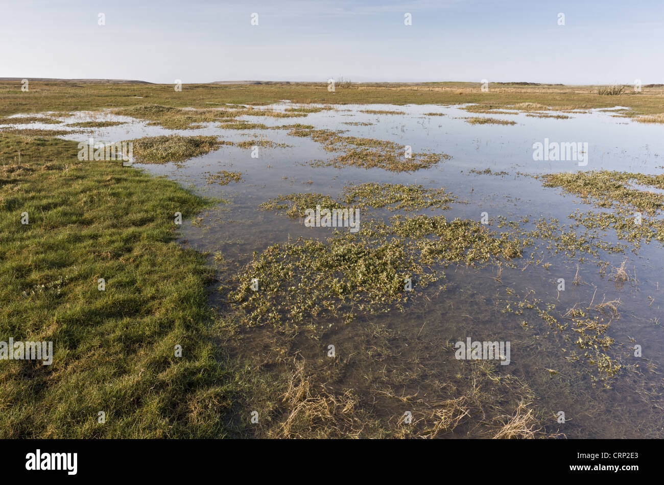 View of saltmarsh habitat developing as shingle ridge has been breached ...