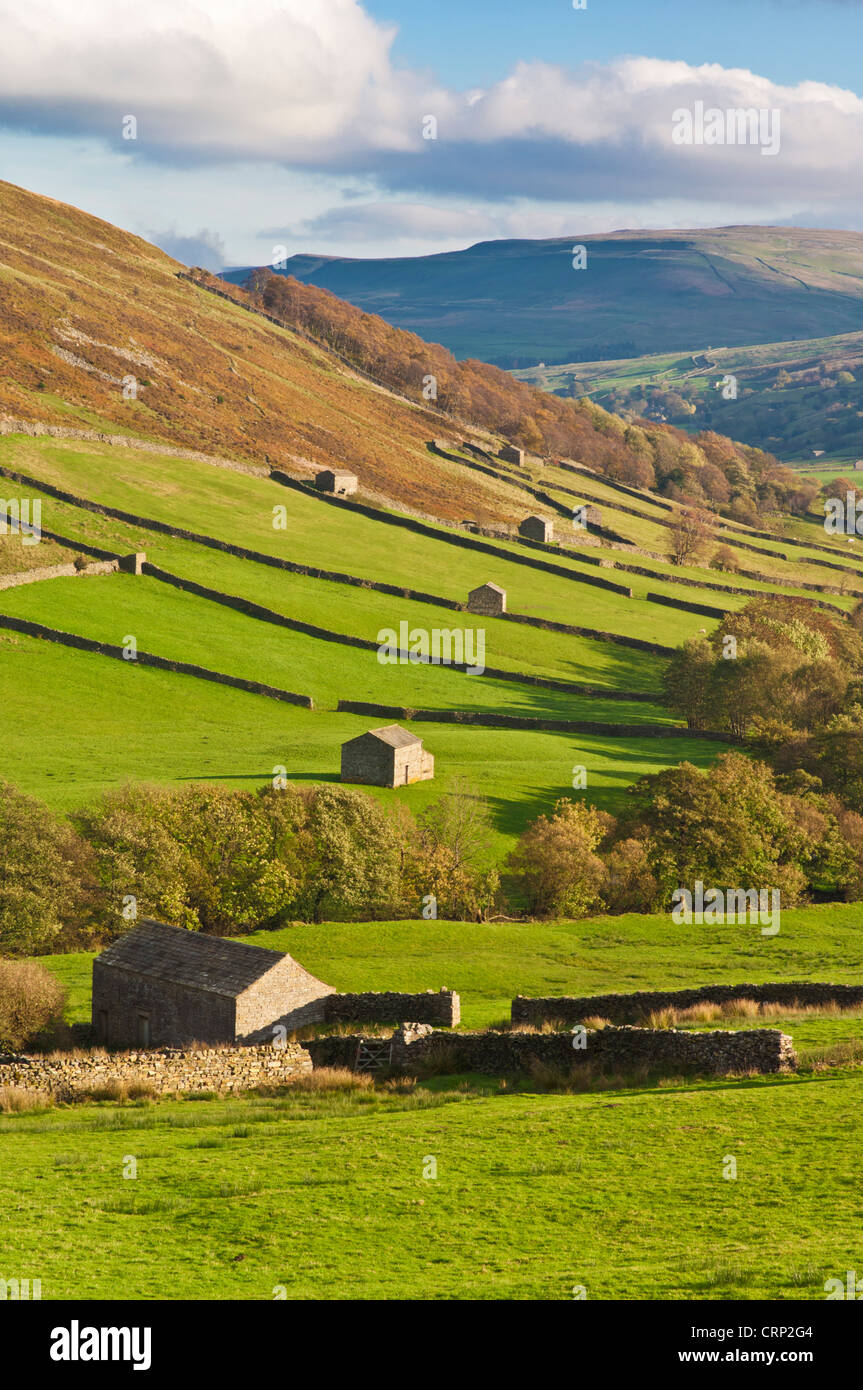Yorkshire Dales National park Traditional stone built barns Swaledale ...