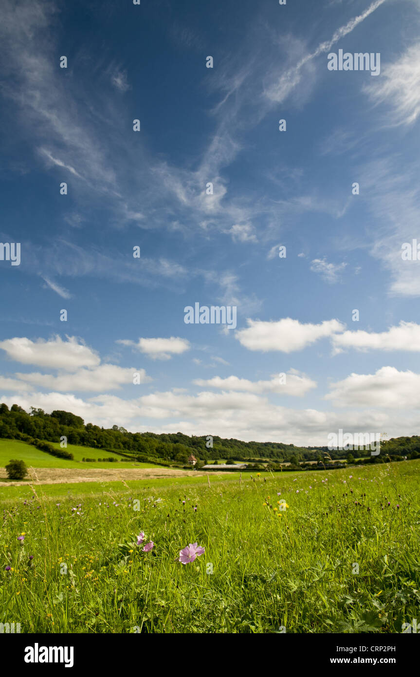 View of wildflower meadow habitat, between Cudham and Downe, North ...