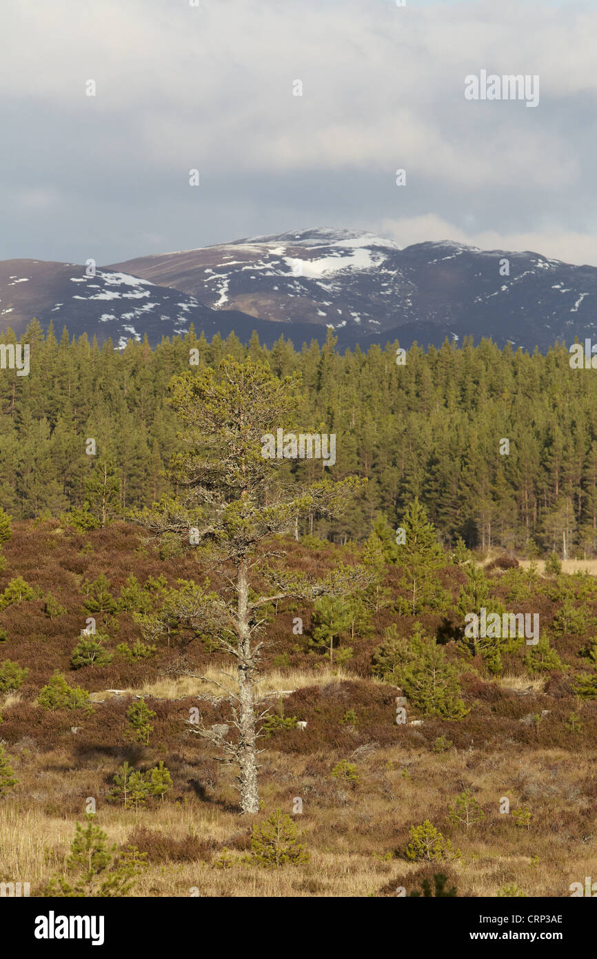 Highland forests habitat hi-res stock photography and images - Alamy
