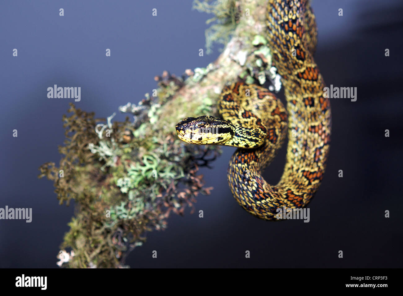 PIT VIPER. Protobothrops jerdonii xanthomelas, Venomous, Female Stock ...