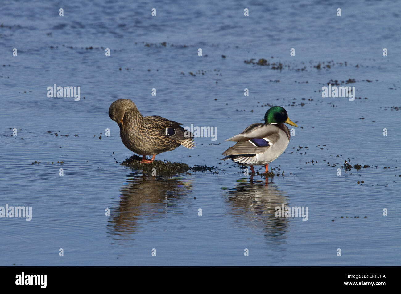 Male & female Mallard ducks in breeding plumage Stock Photo - Alamy