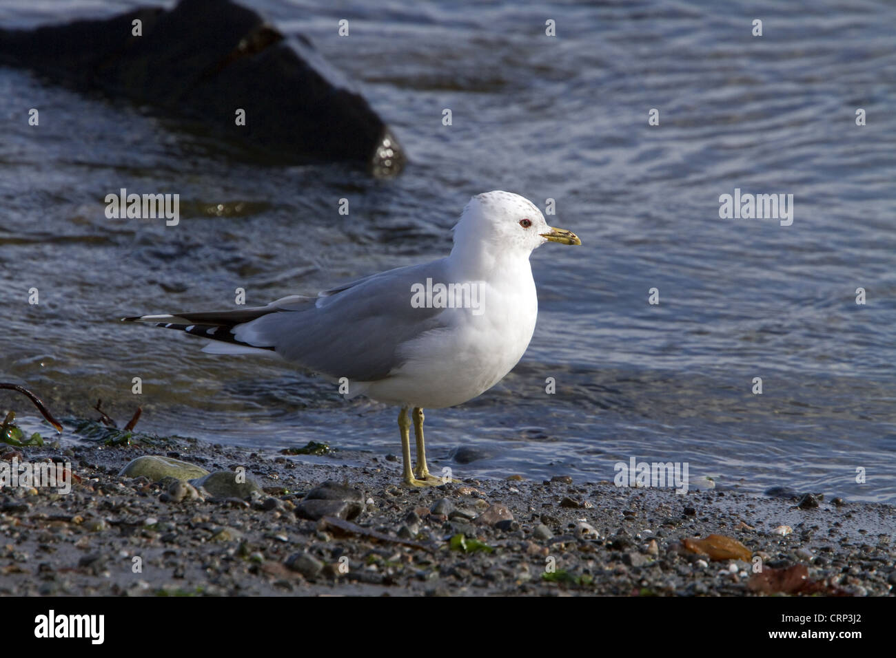 Common Gull on sea shore, early spring, Jura, Scotland Stock Photo - Alamy