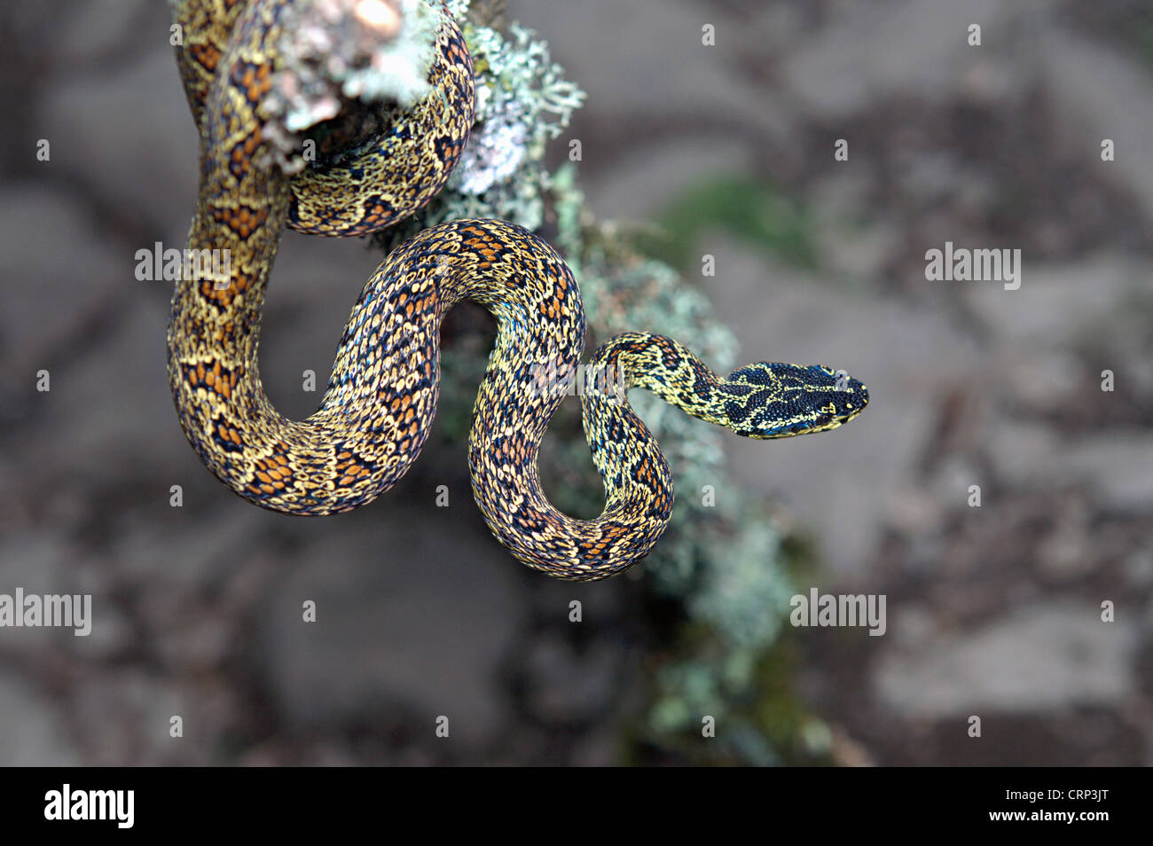PIT VIPER. Protobothrops jerdonii xanthomelas, Venomous, Female Stock ...