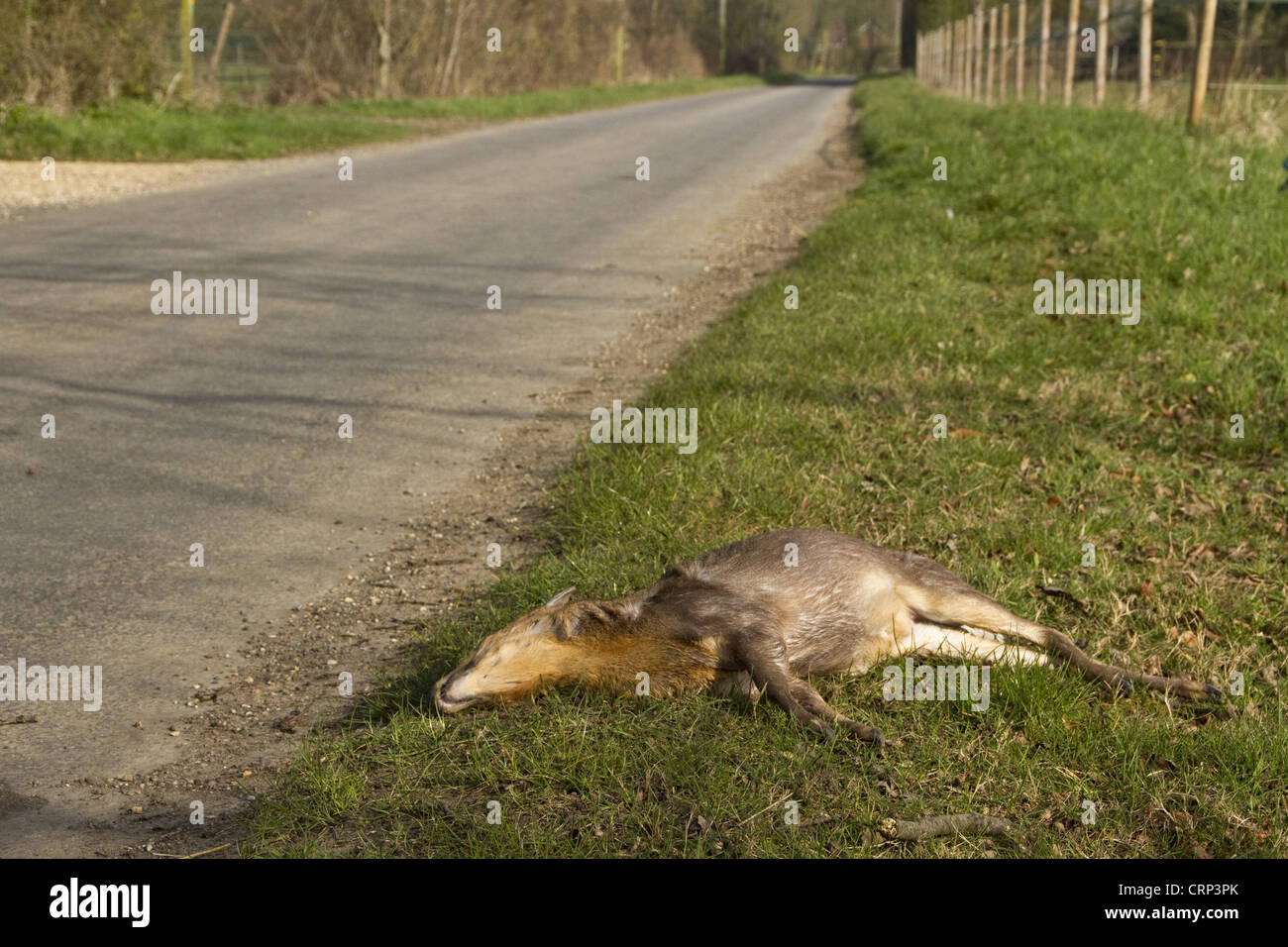 Chinese Muntjac road kill Stock Photo - Alamy