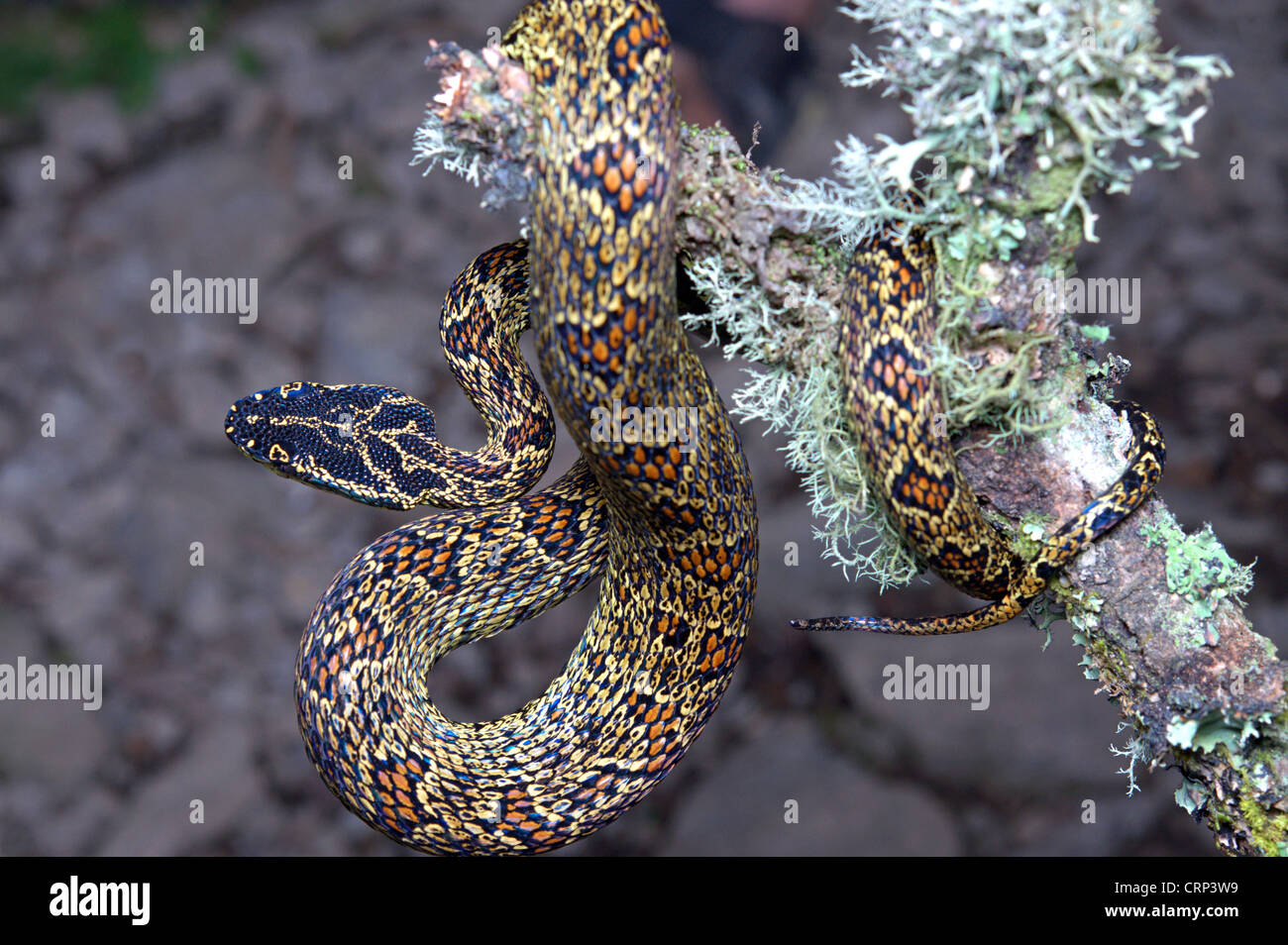 JERDON'S PITVIPER. Protobothrops jerdonii xanthomelas, Venomous Female ...