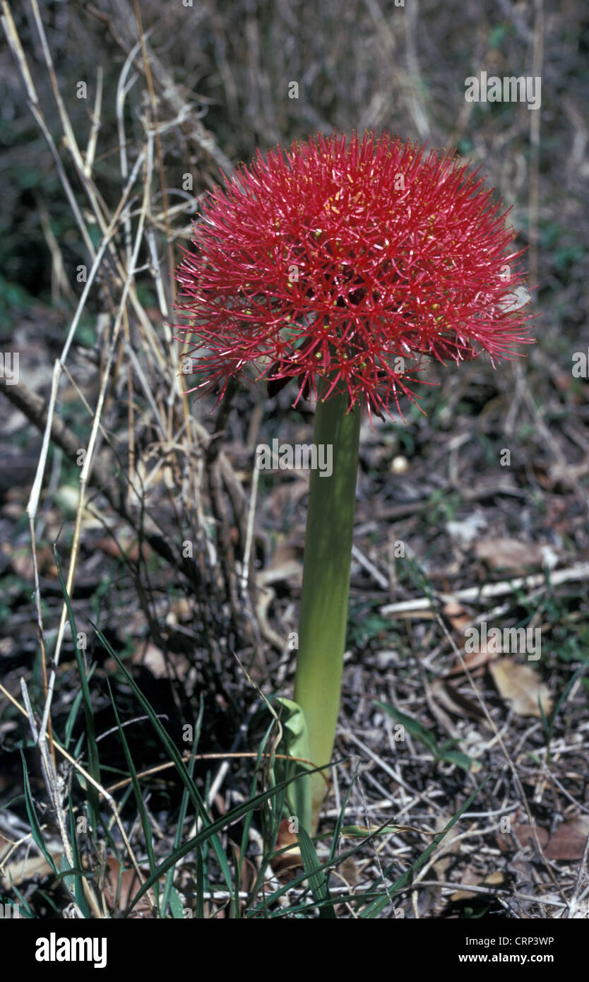 Haemanthus Sanguineus High Resolution Stock Photography and Images - Alamy